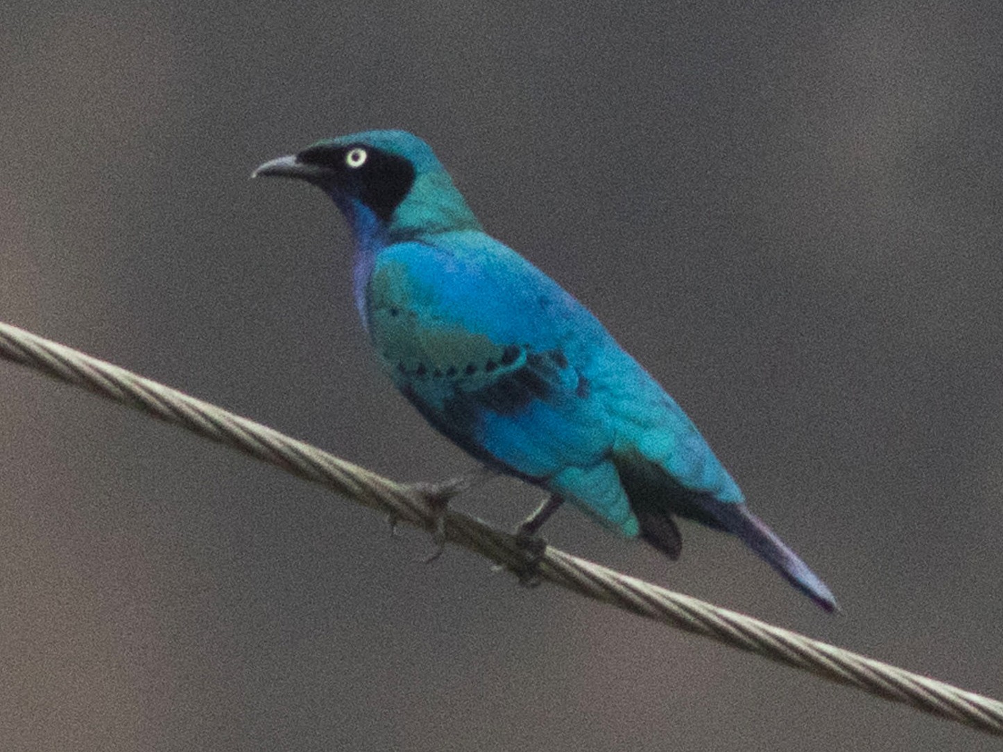 Splendid Starling - eBird