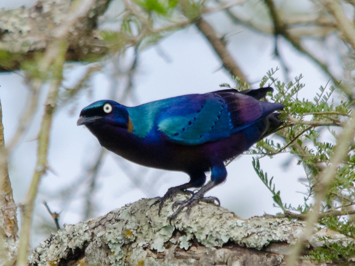 Splendid Starling - eBird