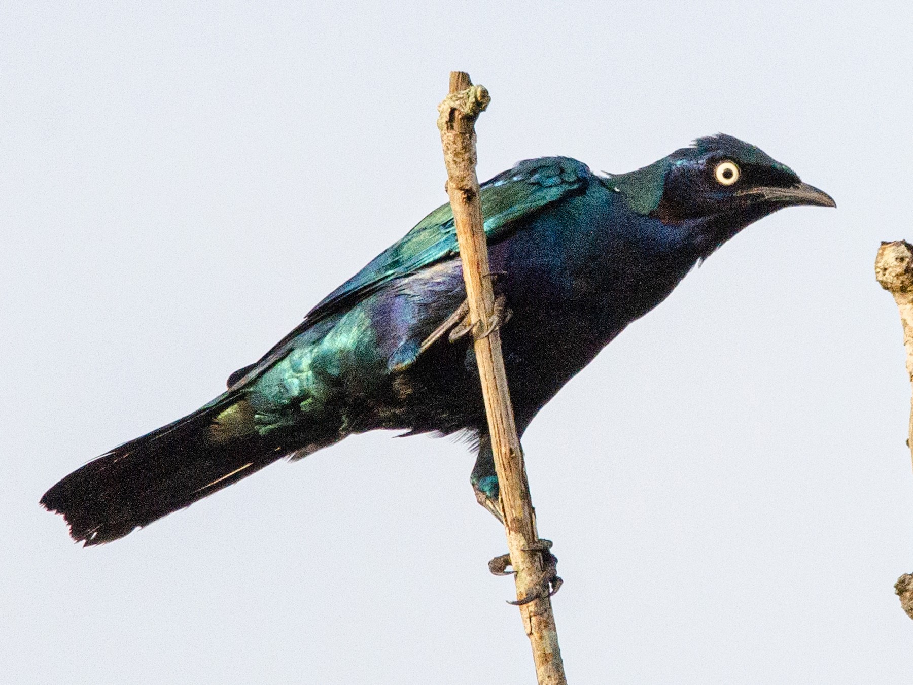 Splendid Starling - eBird