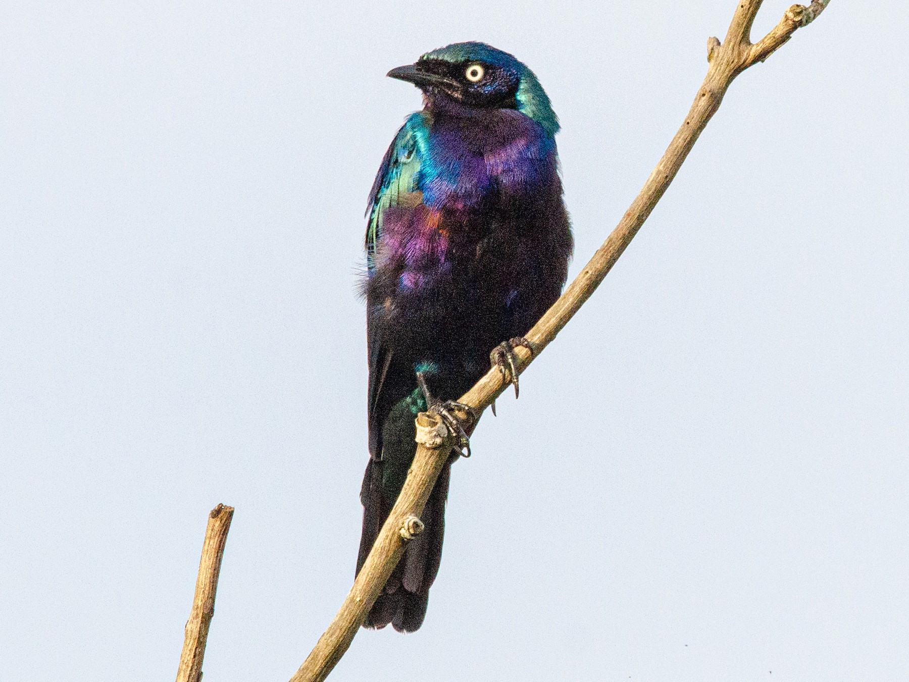 Splendid Starling - eBird