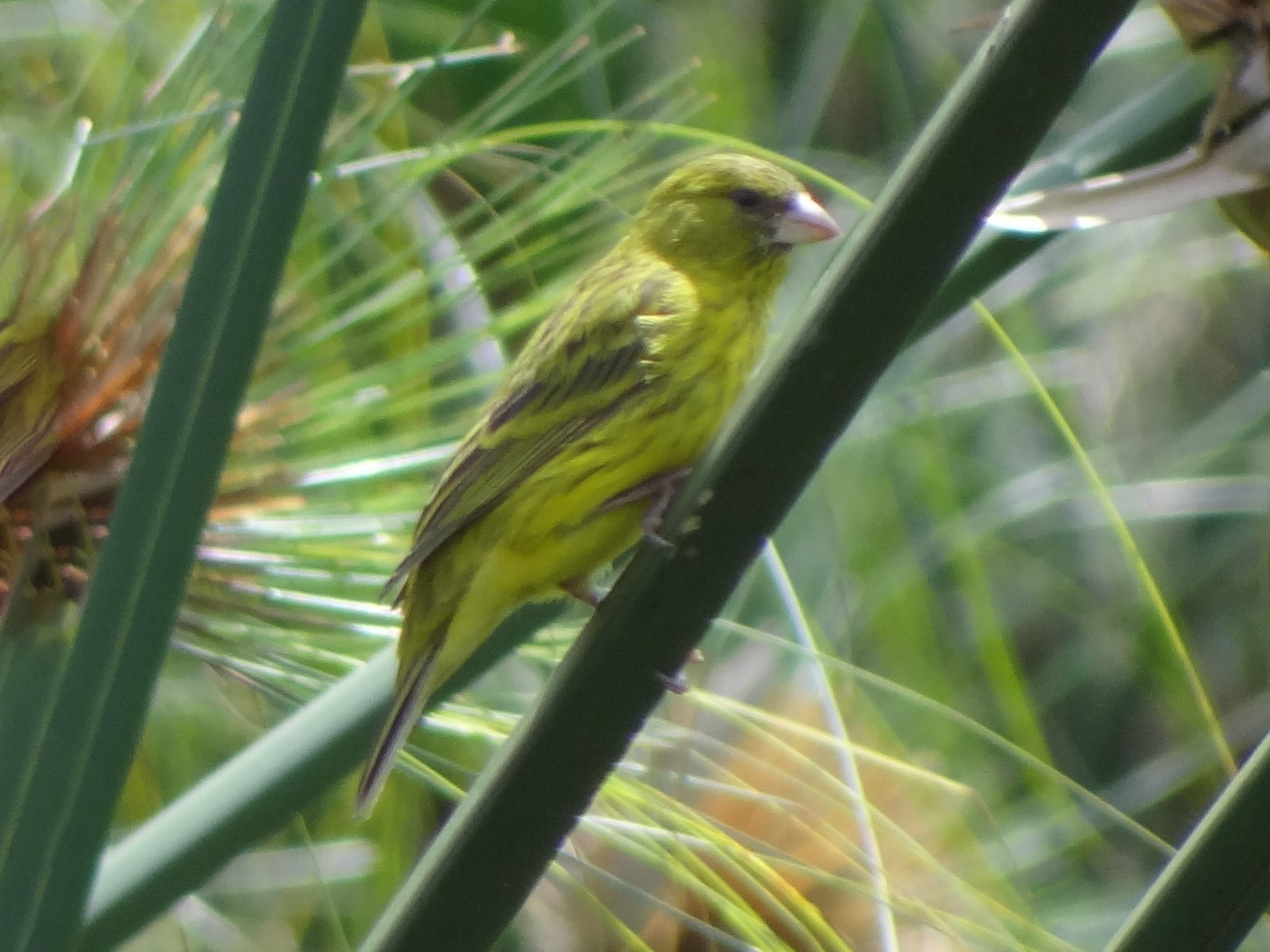 Papyrus Canary - eBird