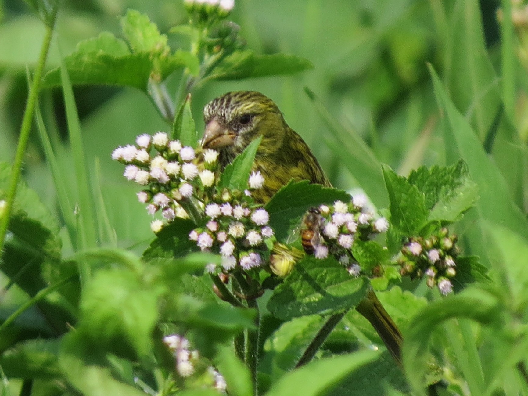 Papyrus Canary - eBird