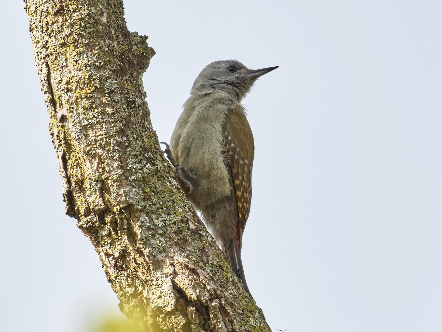 African Gray Woodpecker - eBird España