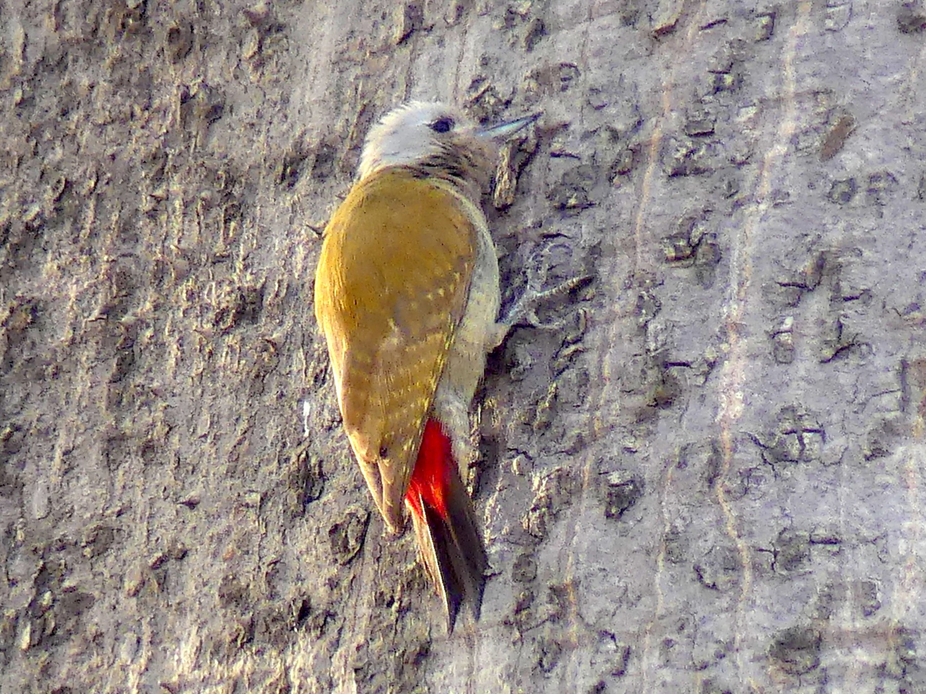 African Gray Woodpecker - eBird