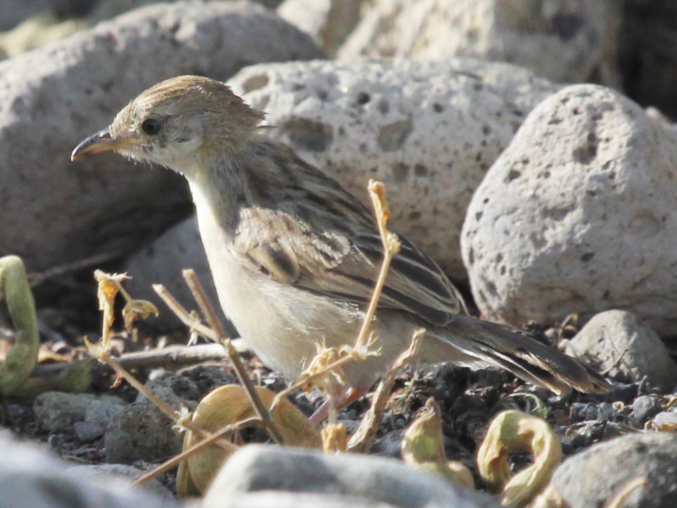 Stout Cisticola - eBird