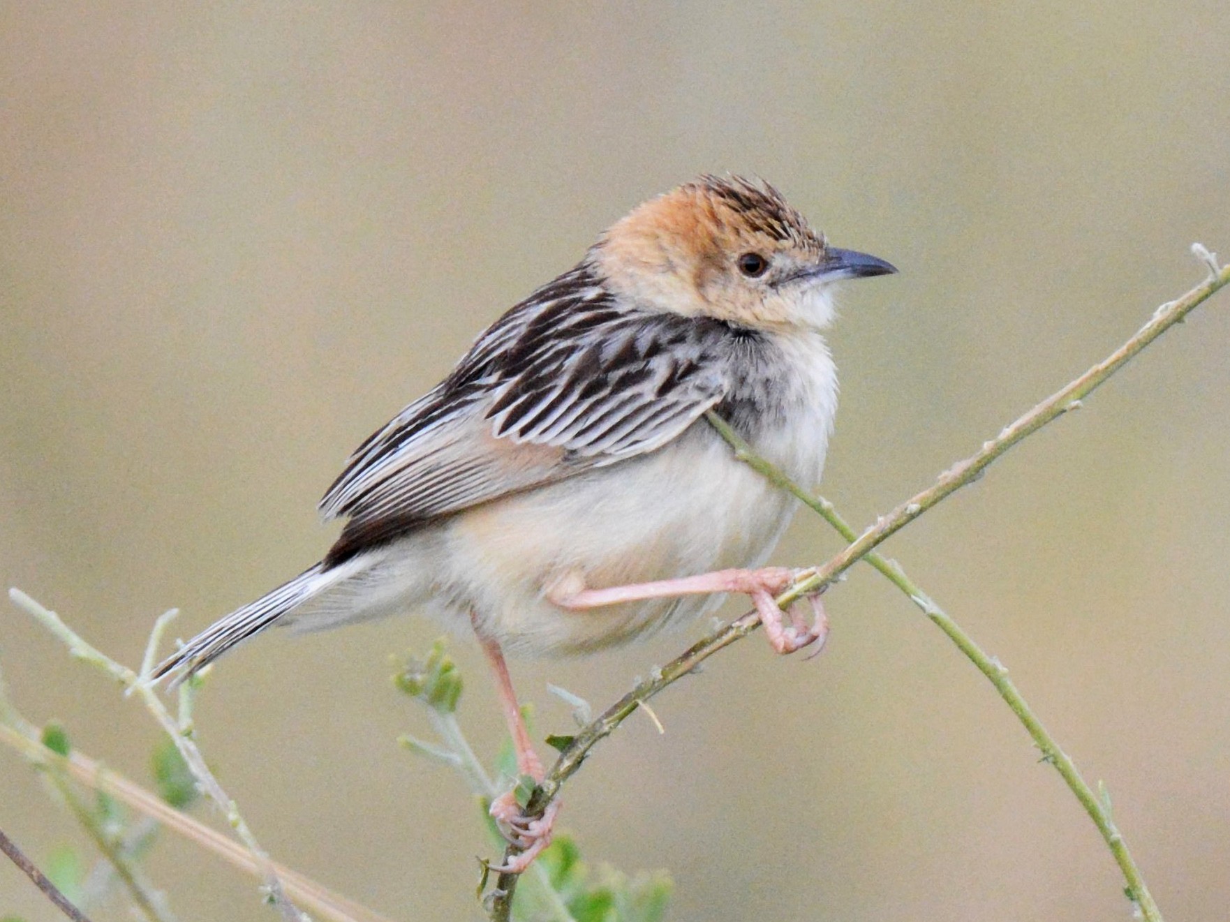 Stout Cisticola - eBird