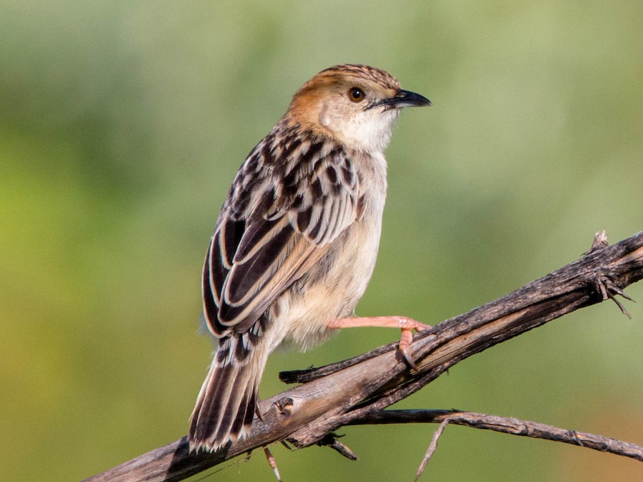 Stout Cisticola - eBird