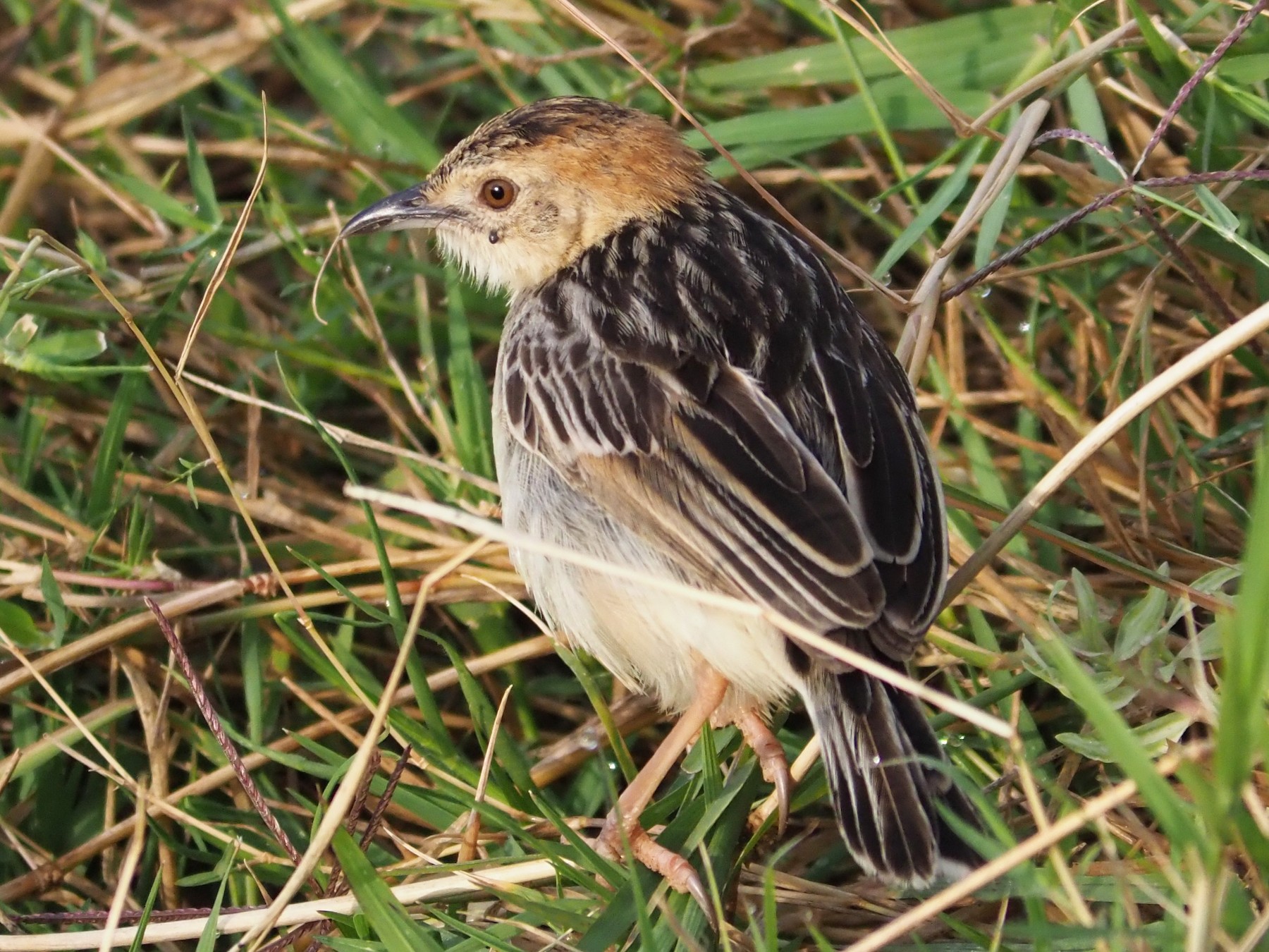 Stout Cisticola - eBird