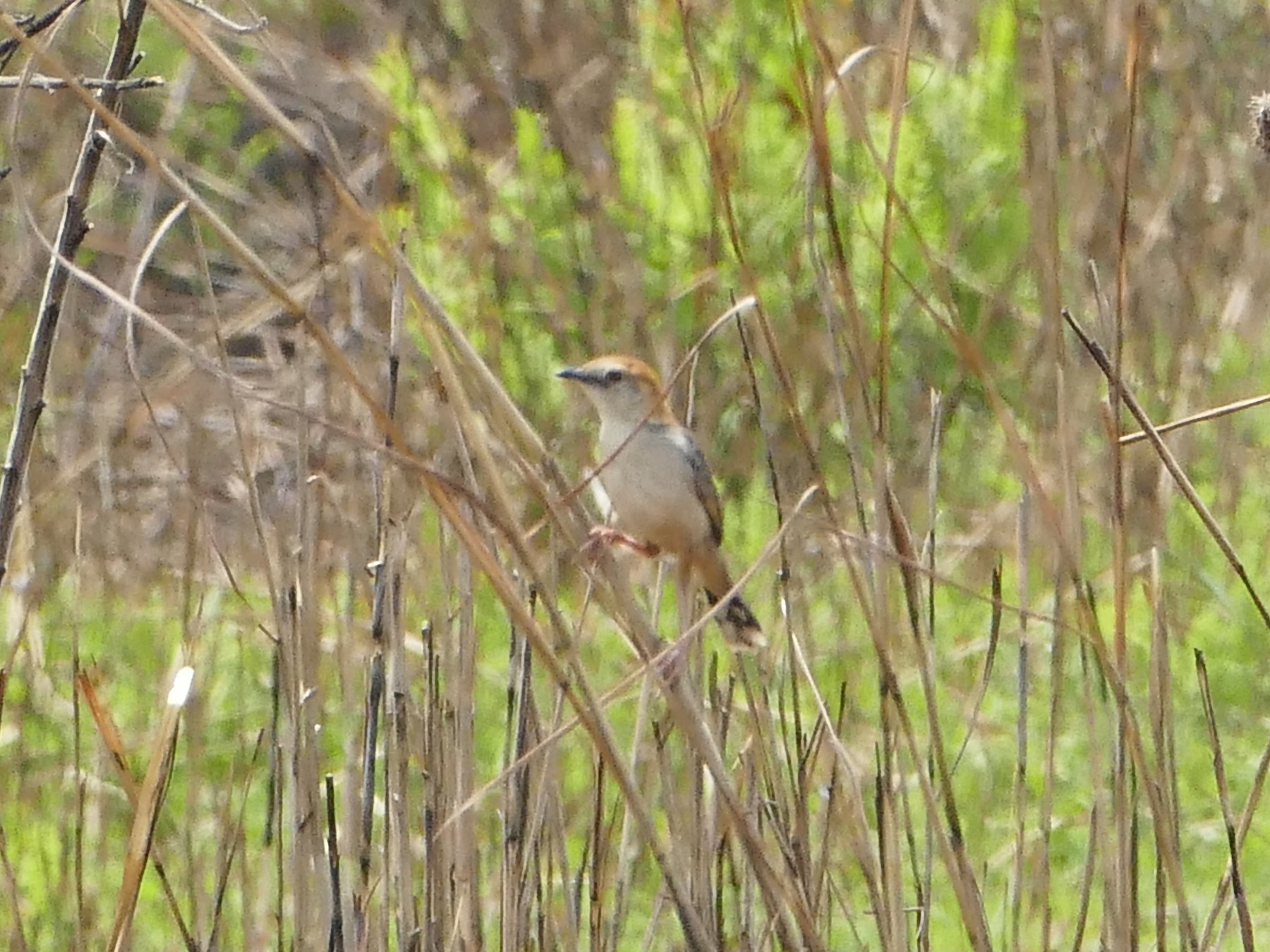 Stout Cisticola - eBird