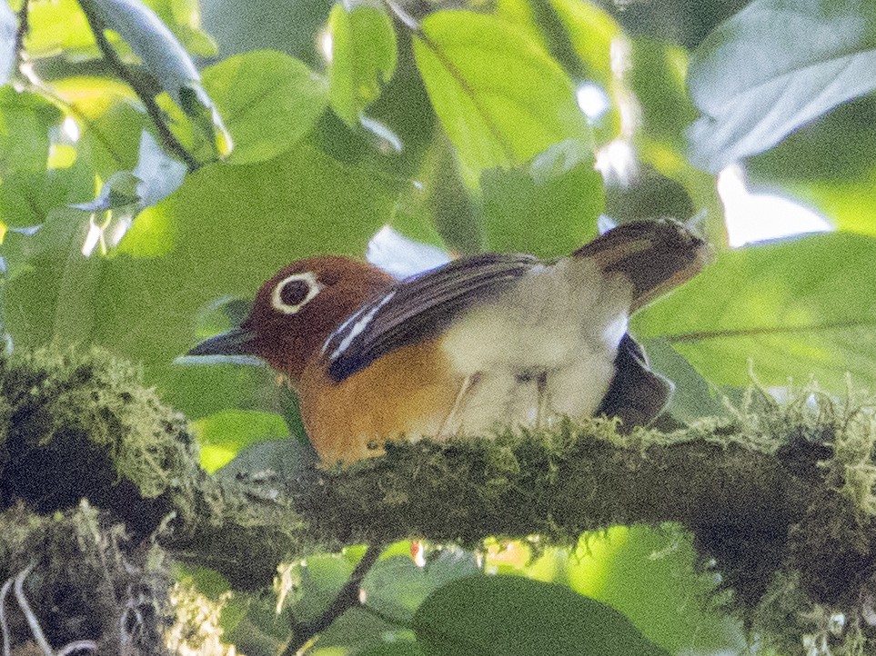 Abyssinian Ground-Thrush - eBird