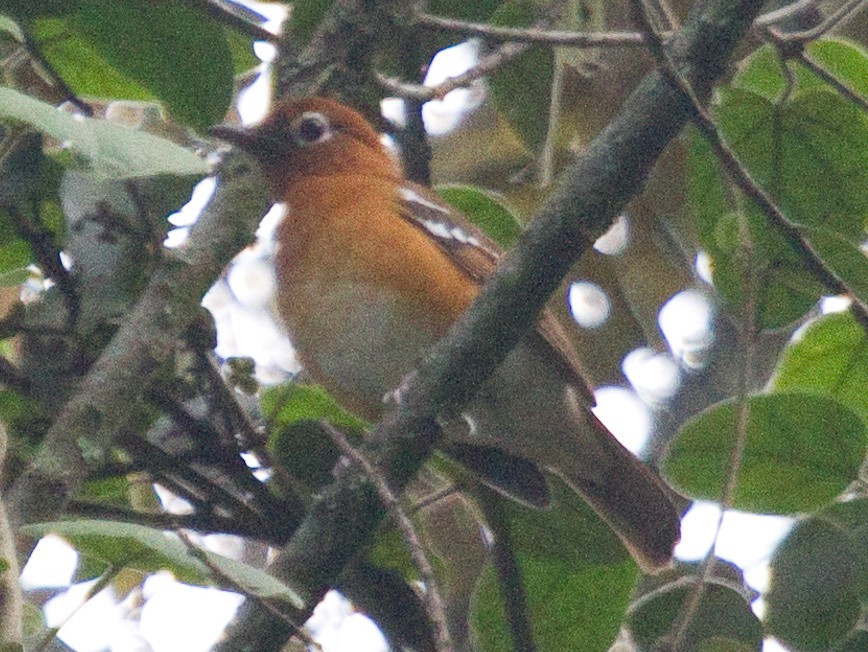 Abyssinian Ground-Thrush - eBird