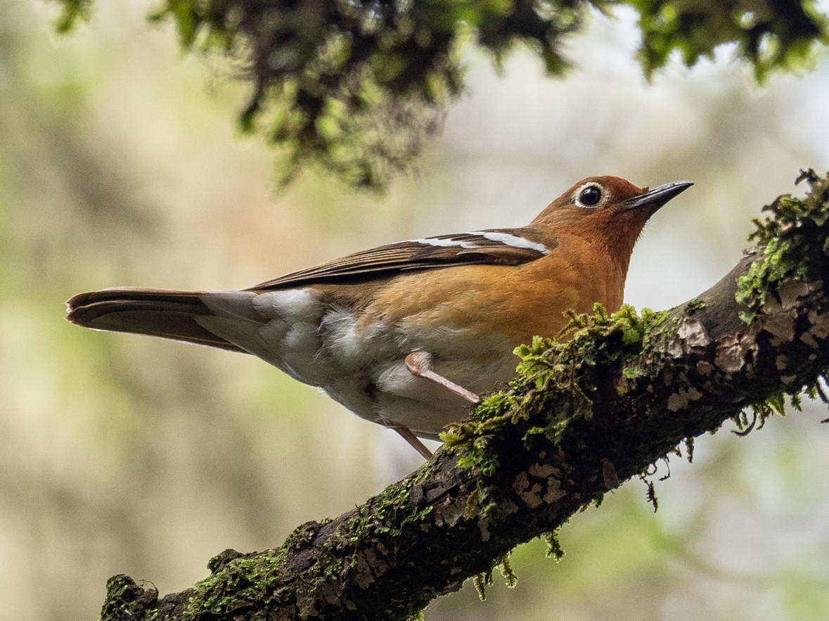 Abyssinian Ground-Thrush - eBird