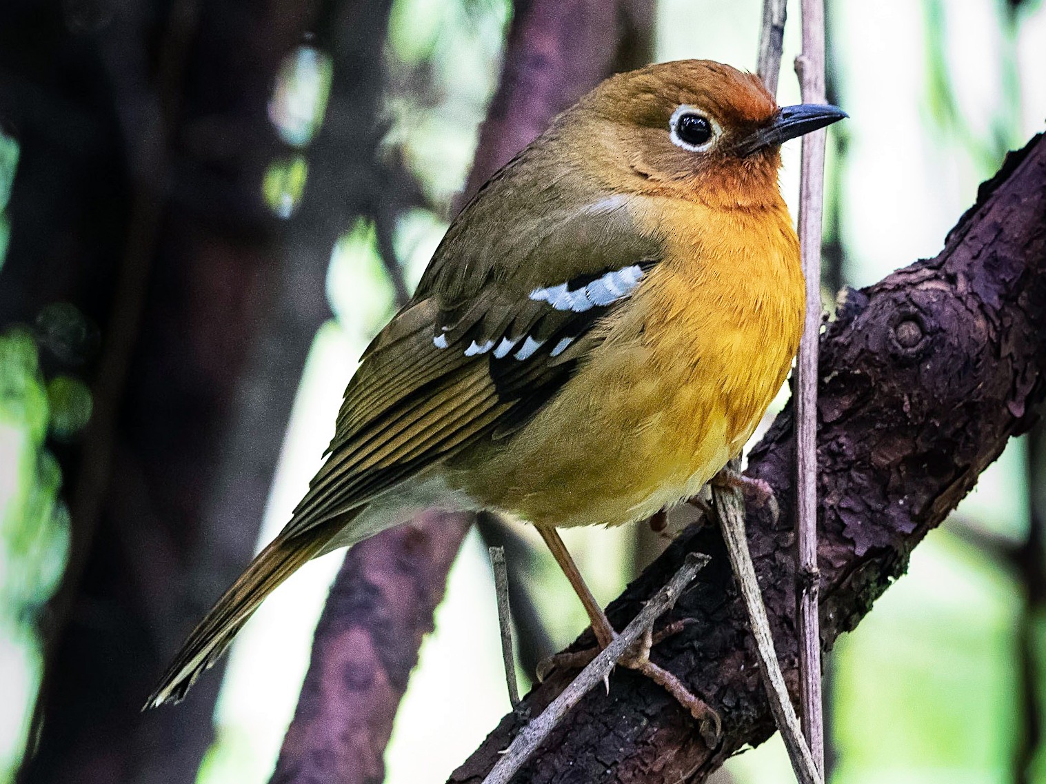 Abyssinian Ground-Thrush - eBird