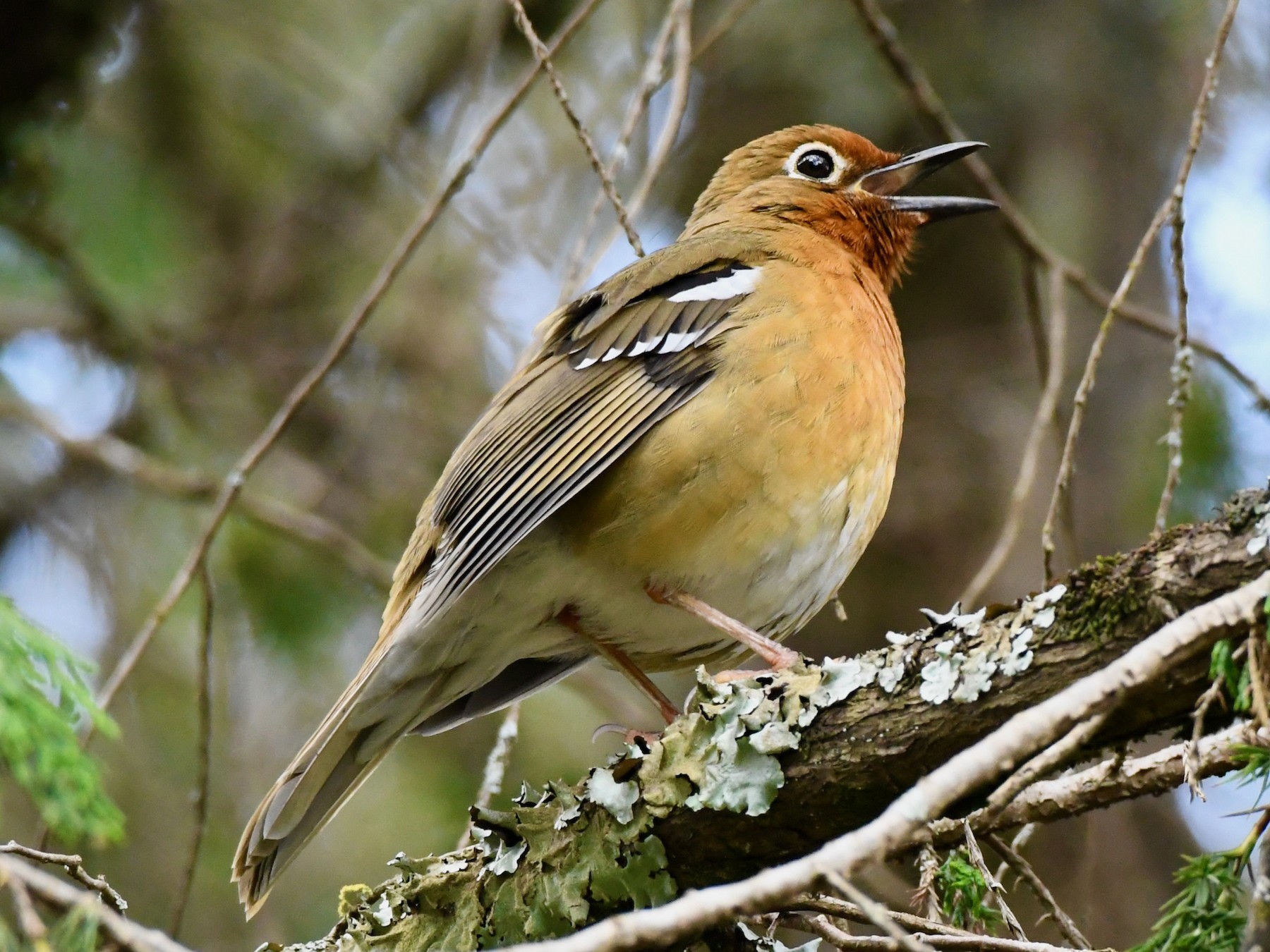 Abyssinian Ground-Thrush - eBird