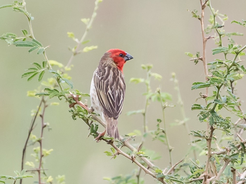 Cardinal Quelea - eBird