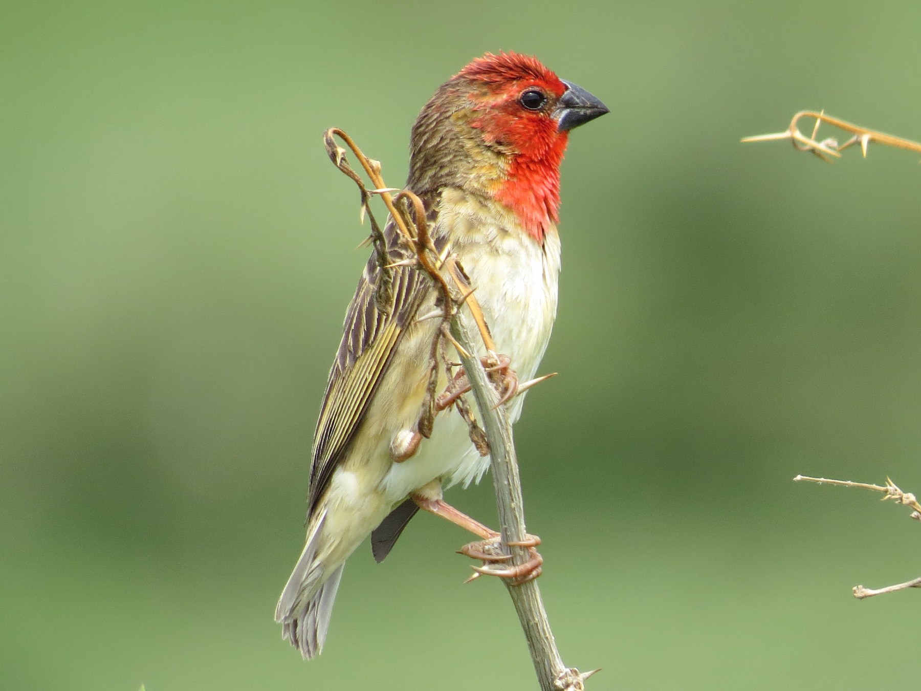 Cardinal Quelea - eBird