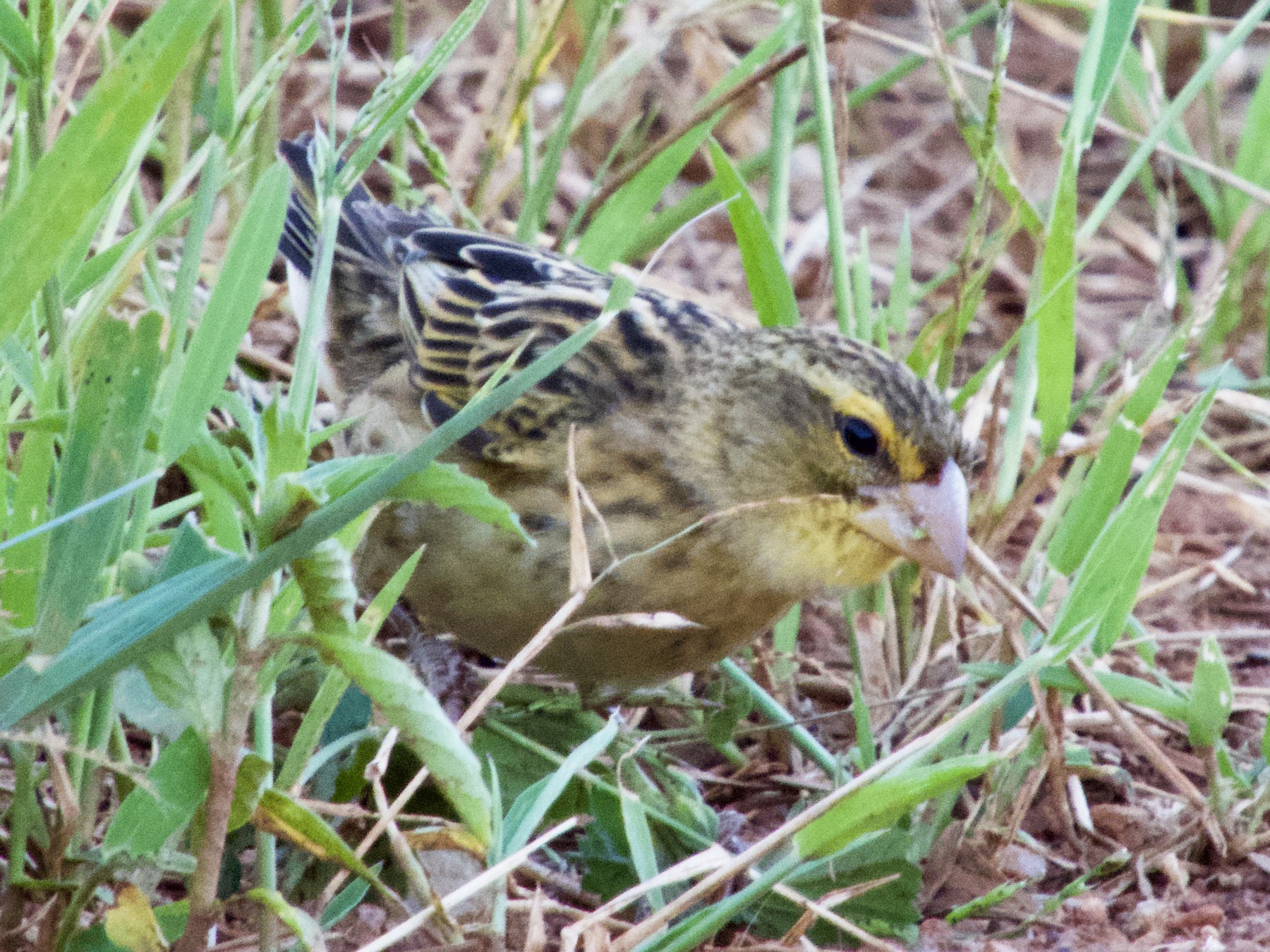 Cardinal Quelea - eBird