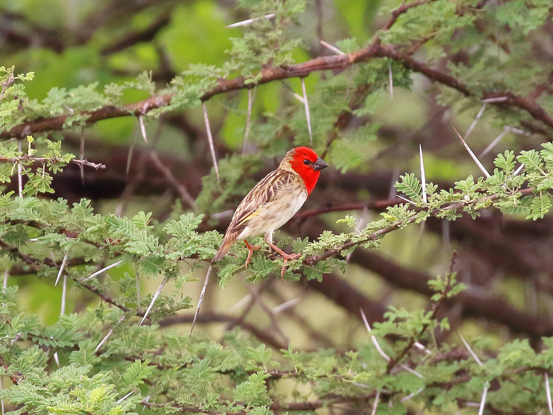 Cardinal Quelea - eBird