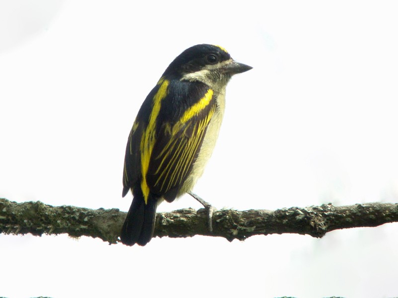 Western Tinkerbird - eBird