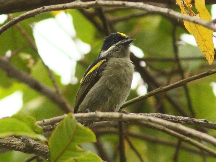 Western Tinkerbird - eBird
