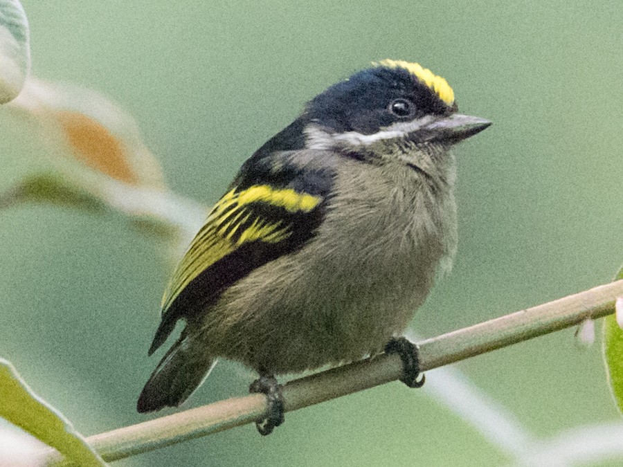 Western Tinkerbird - eBird