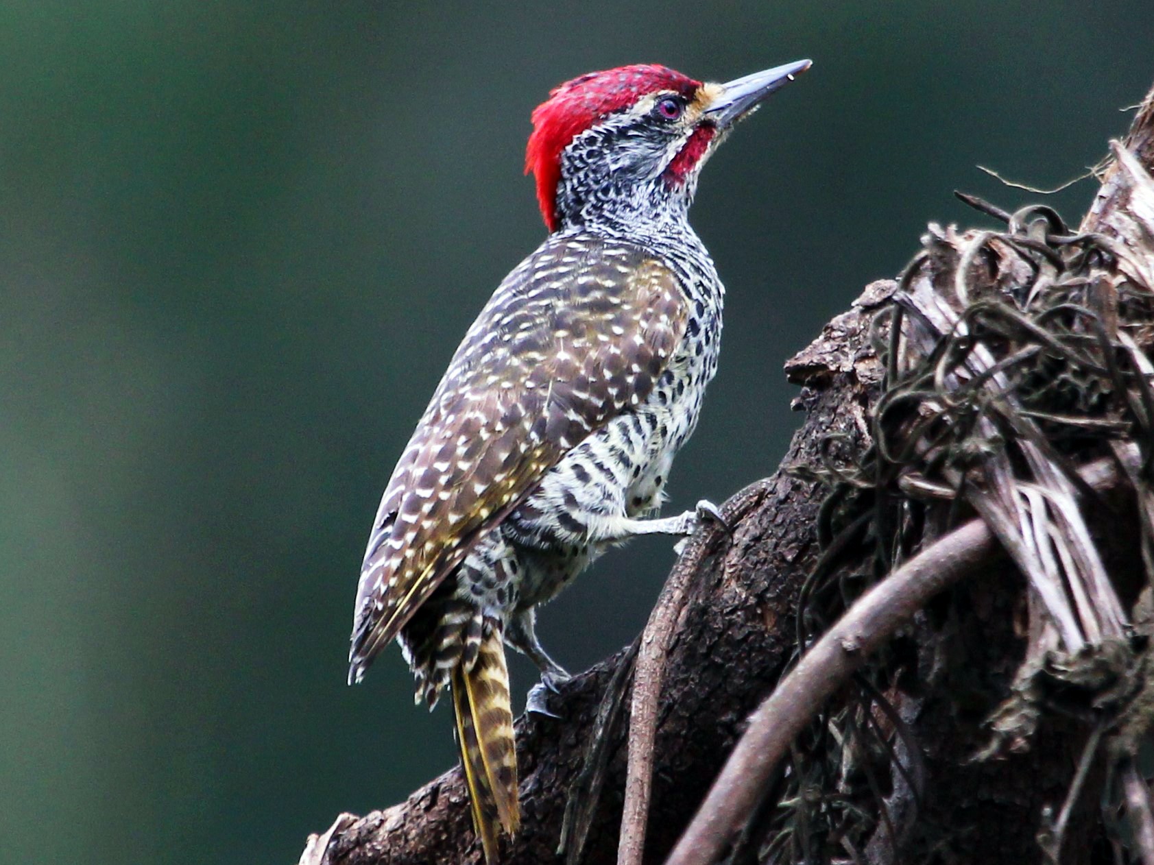 Pito de Nubia - eBird