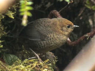 Paramillo Tapaculo - eBird