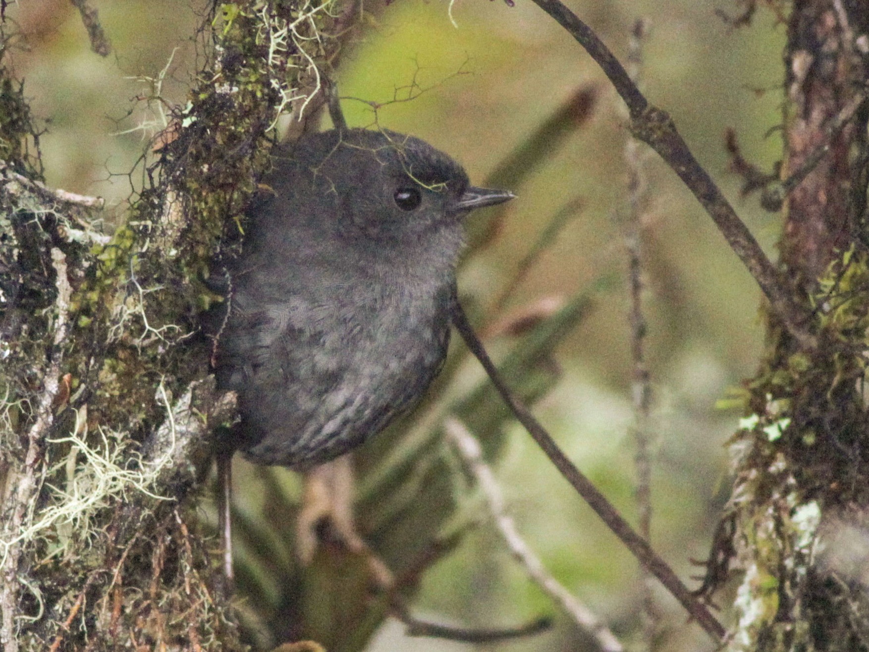 Paramillo Tapaculo - eBird