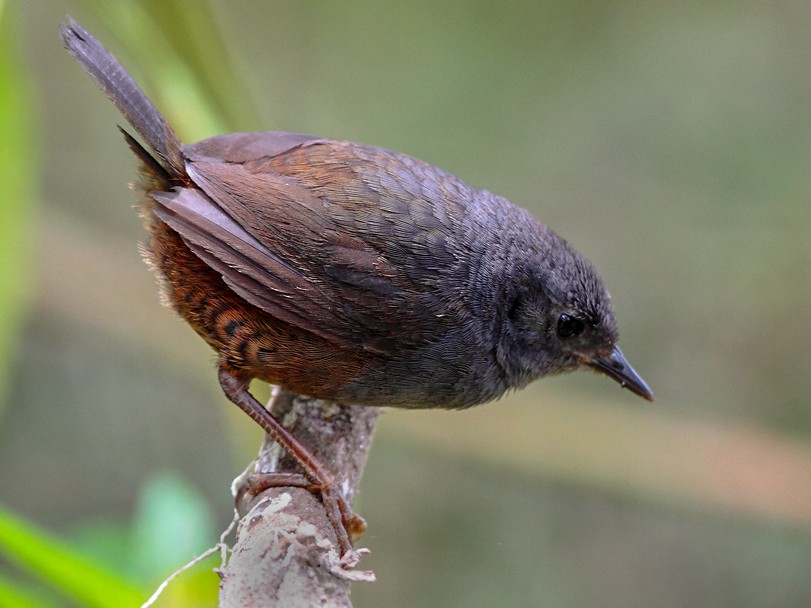 Caracas Tapaculo - eBird