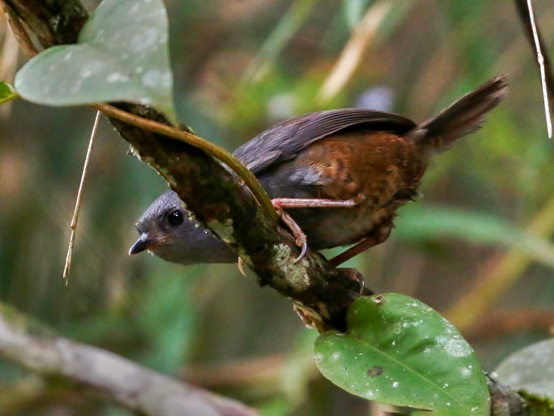 Caracas Tapaculo - eBird