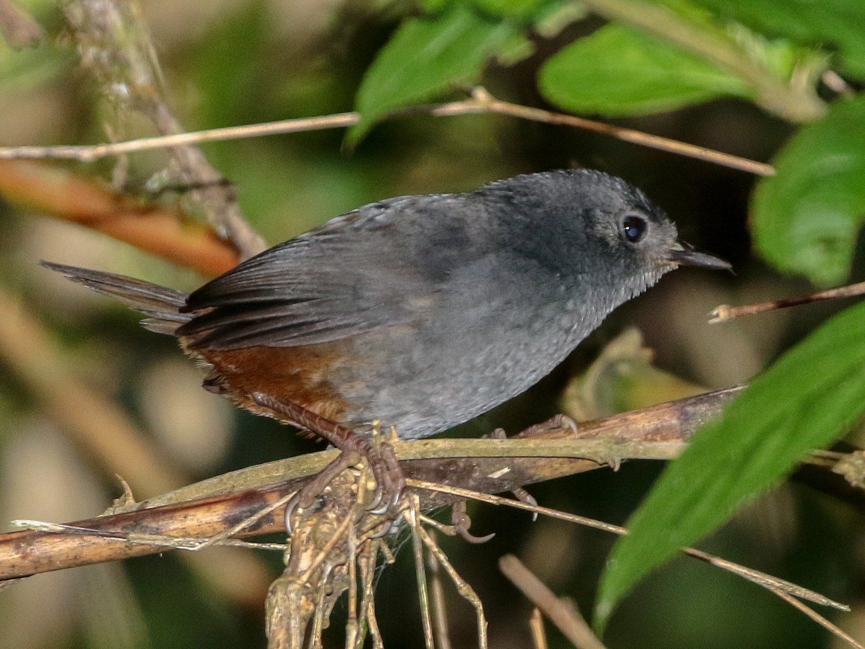 Caracas Tapaculo - eBird