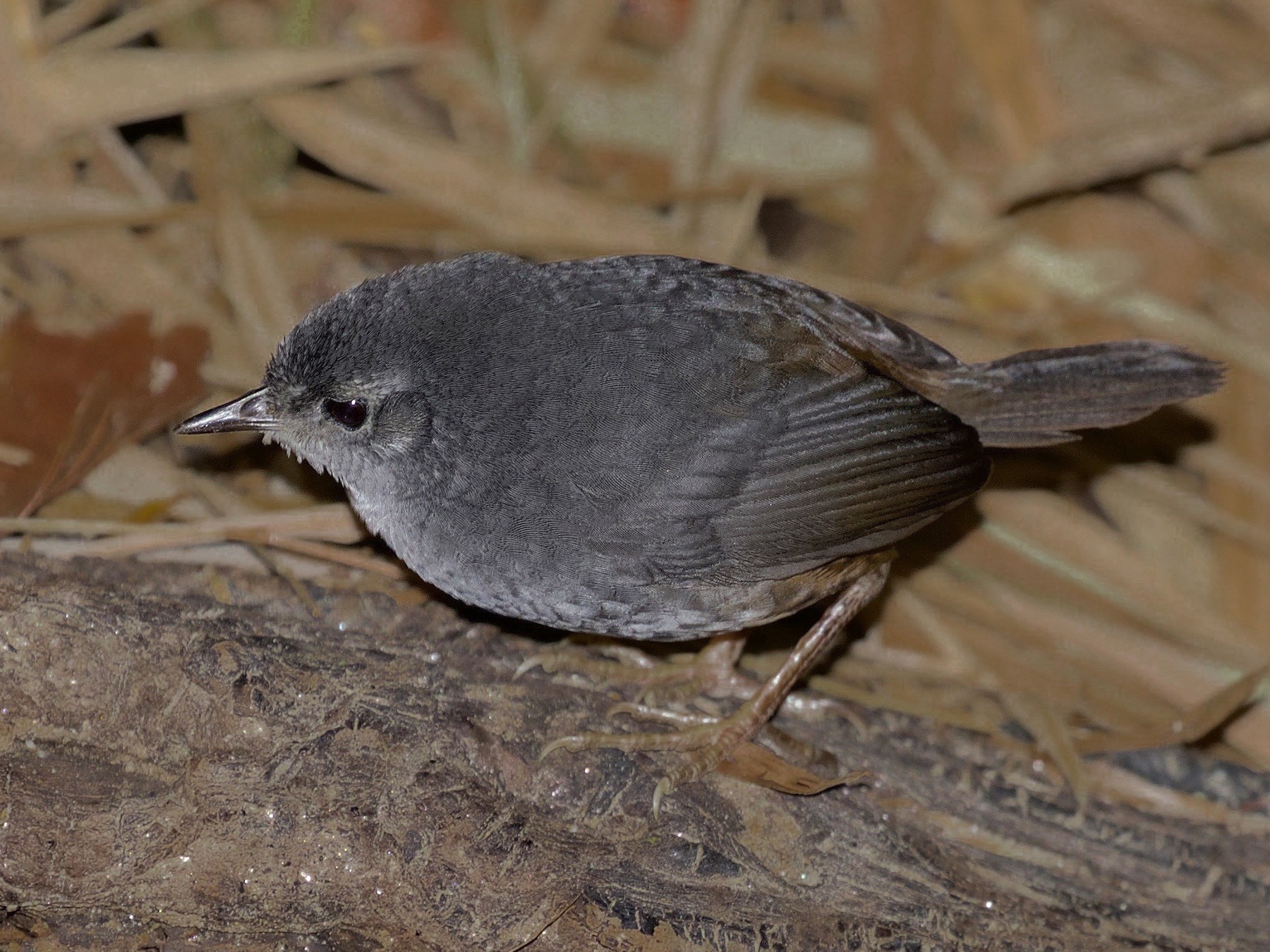 Caracas tapaculo - eBird