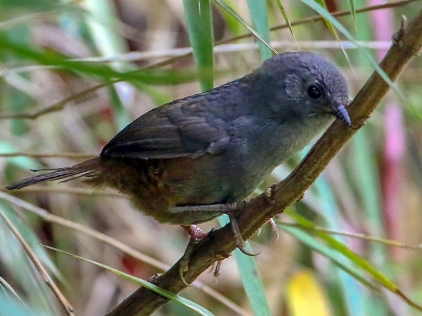Merida Tapaculo - Scytalopus meridanus - Birds of the World