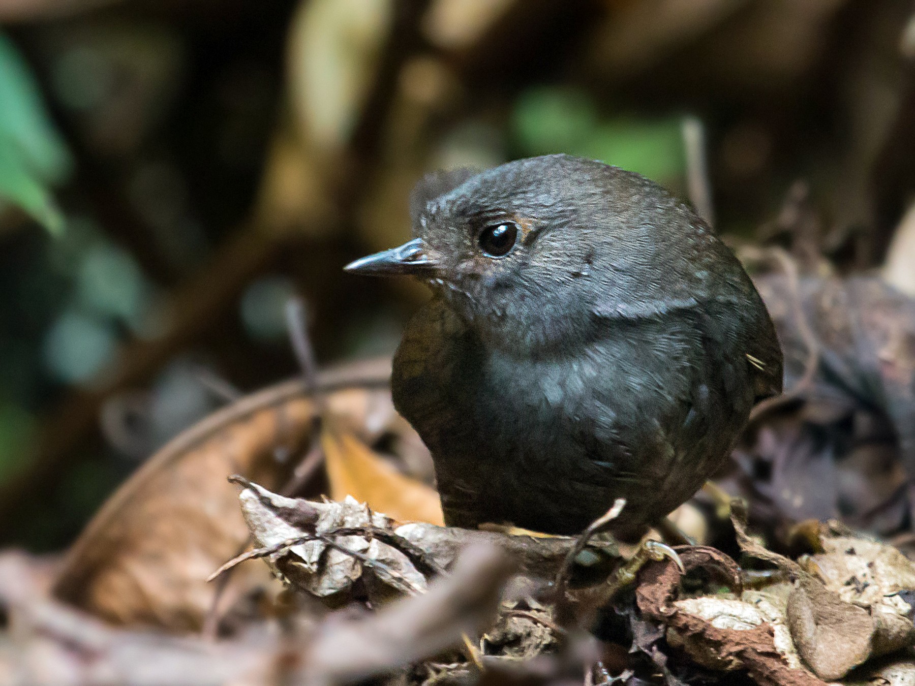 Merida Tapaculo - eBird