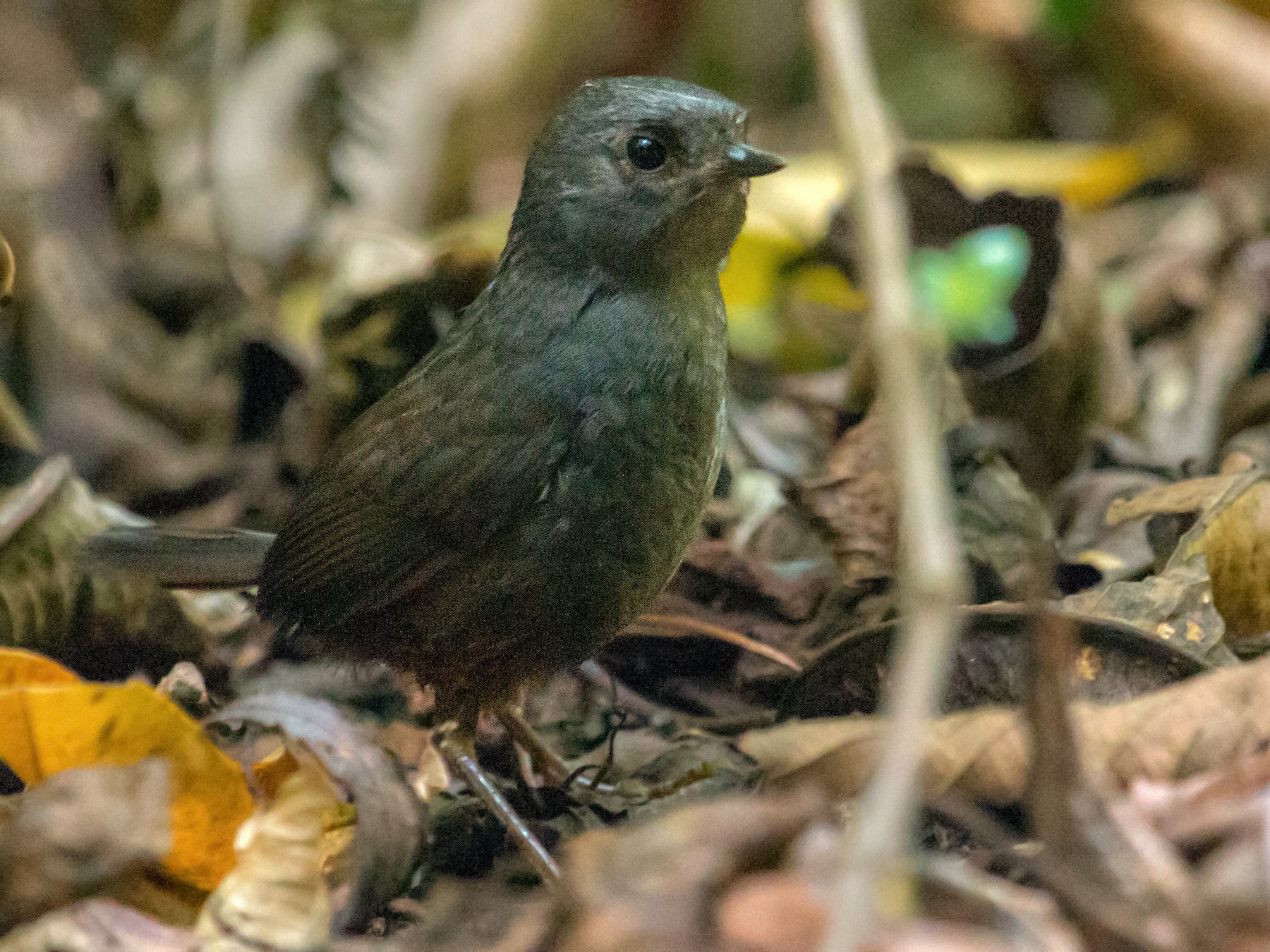 Merida Tapaculo - eBird