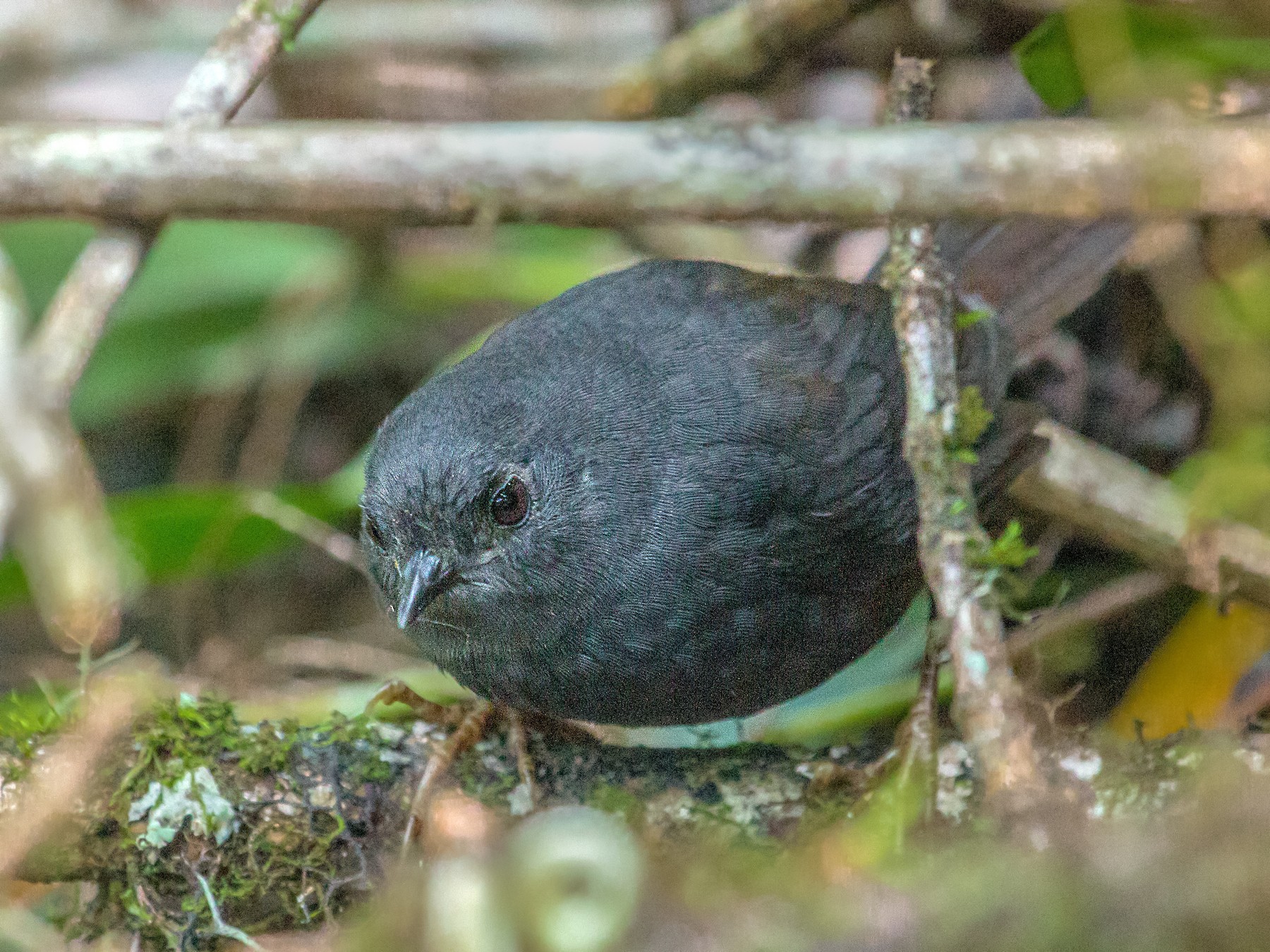 Merida Tapaculo - eBird