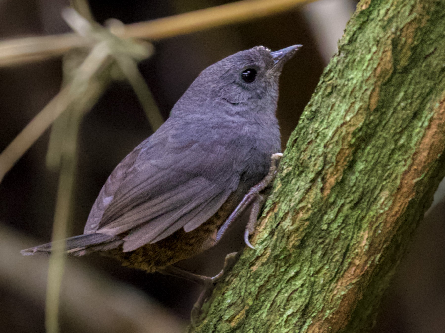 Perija Tapaculo - eBird