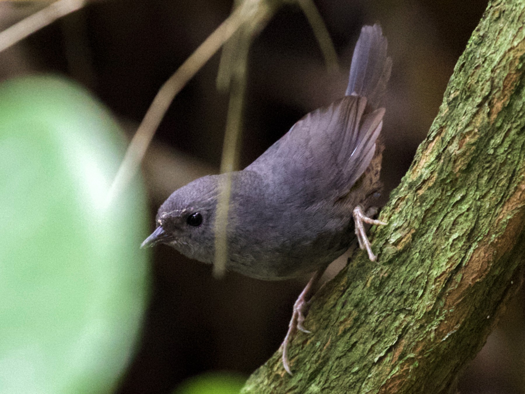 Perija Tapaculo - eBird