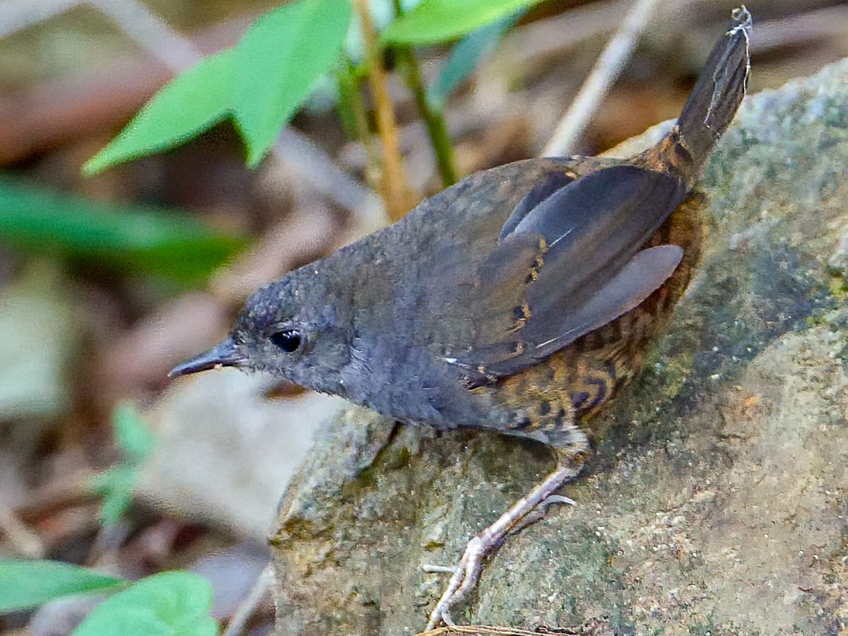 Brown-rumped Tapaculo - eBird