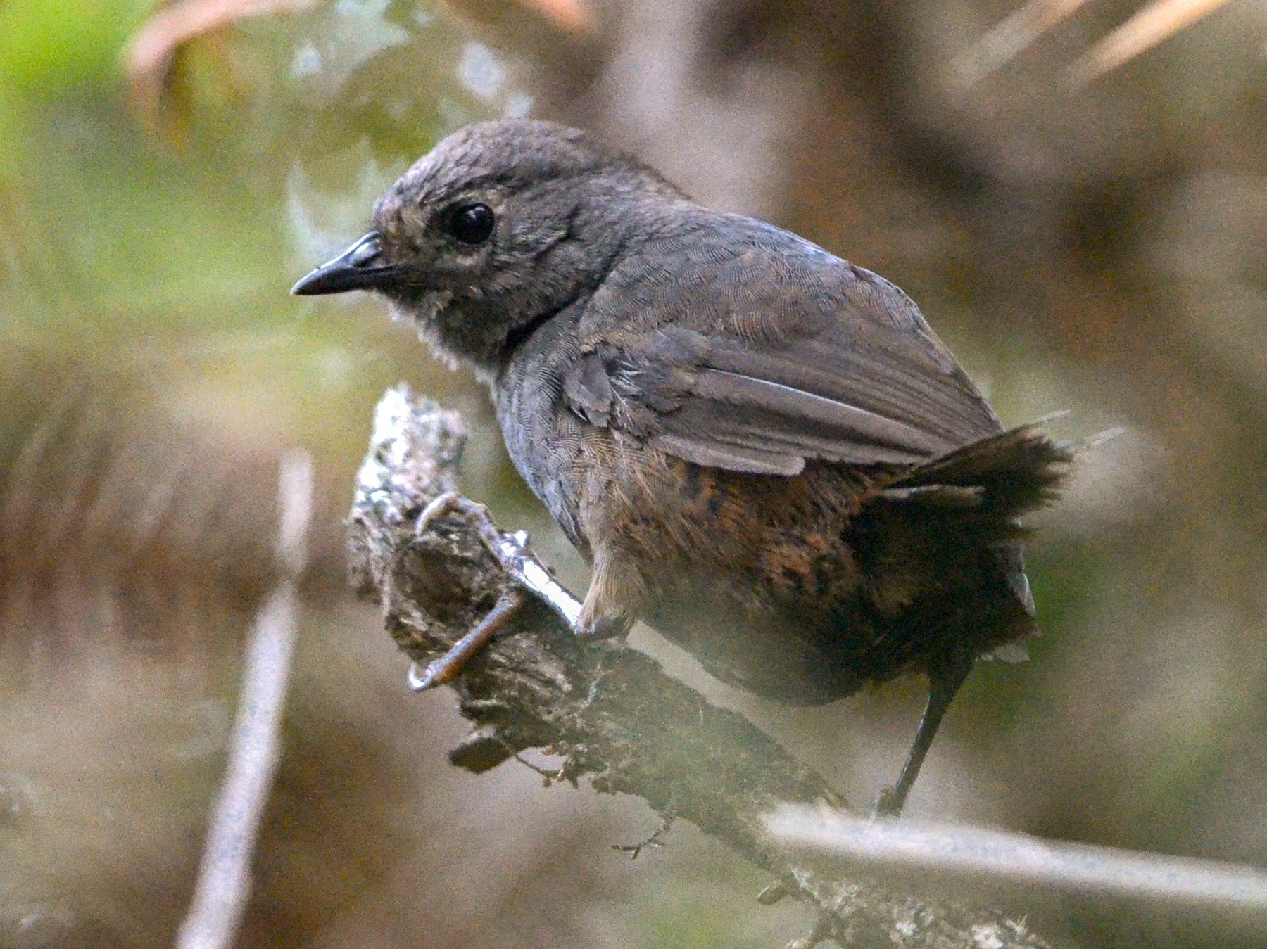Brown-rumped Tapaculo - eBird