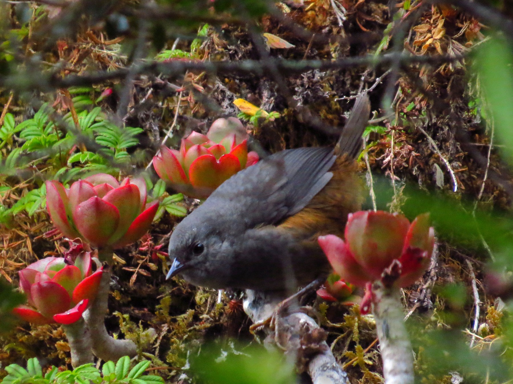 Brown-rumped Tapaculo - eBird