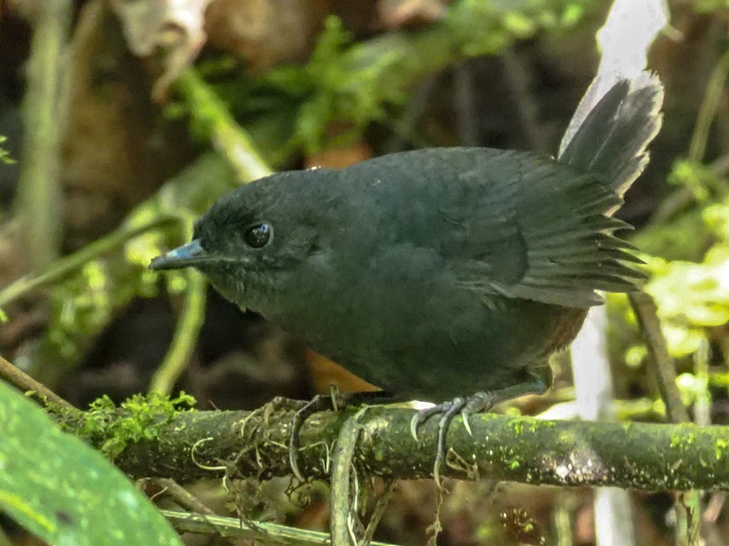 Tatama Tapaculo - eBird