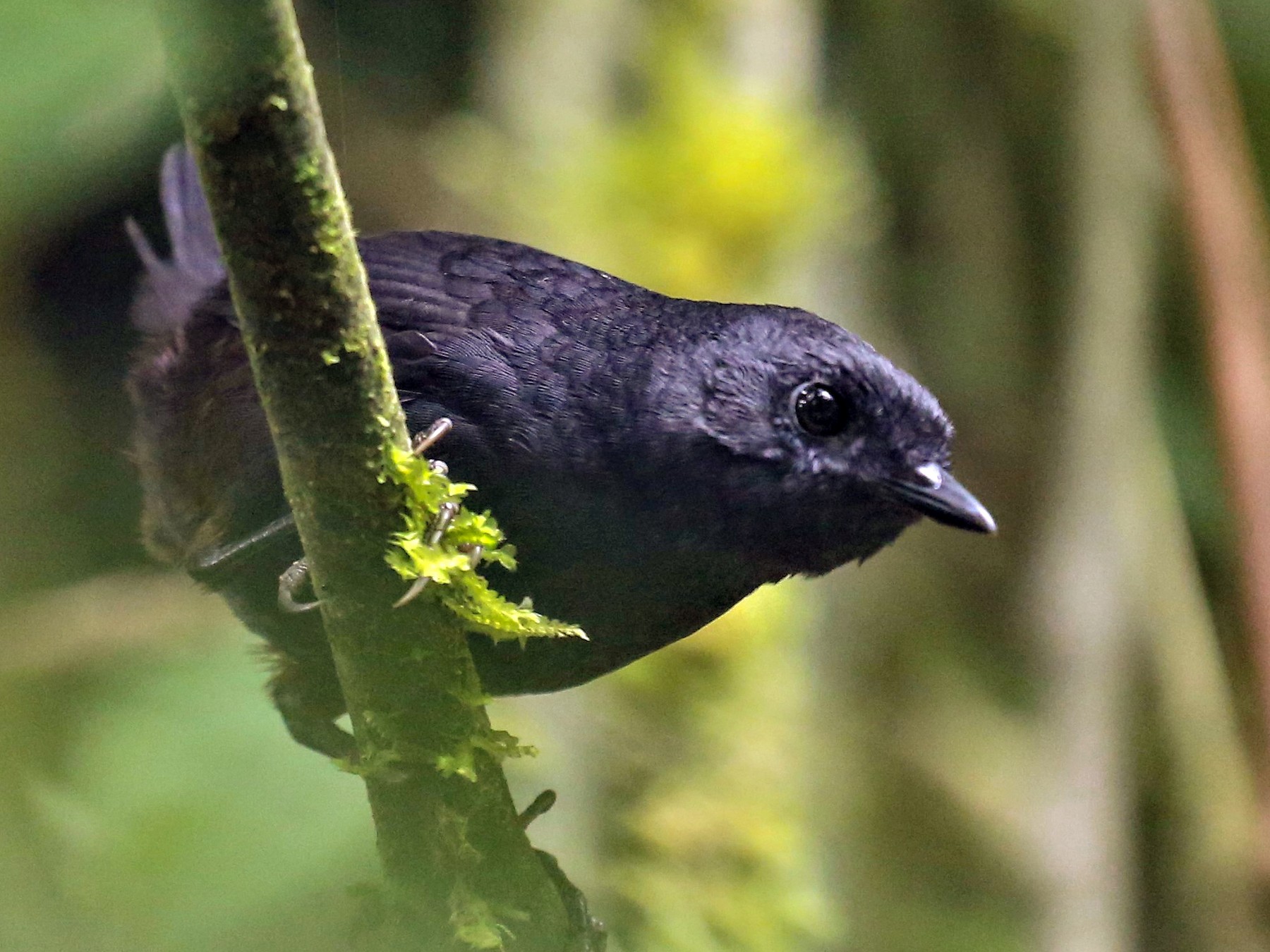 Tatama Tapaculo - eBird