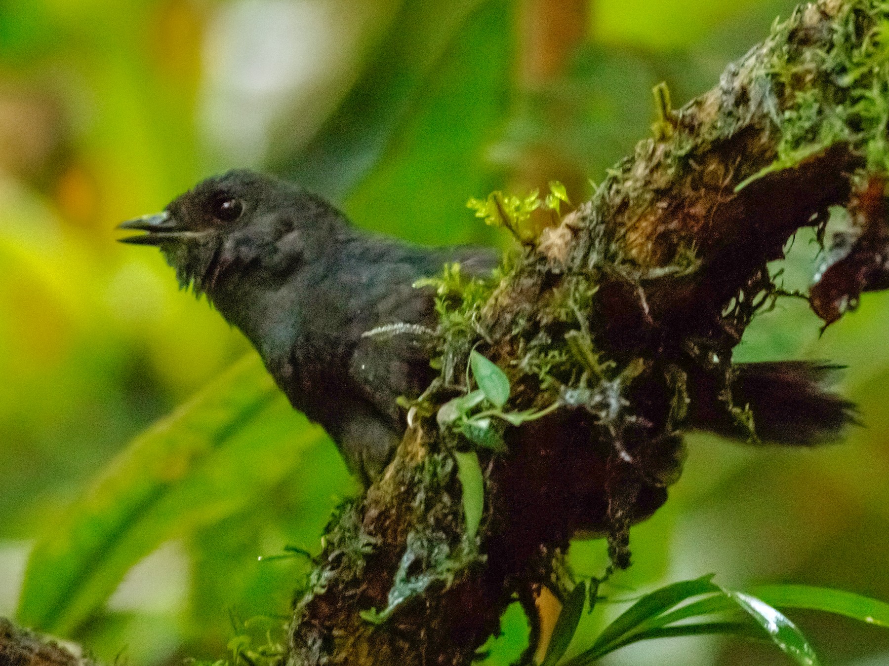 Tatama Tapaculo - eBird
