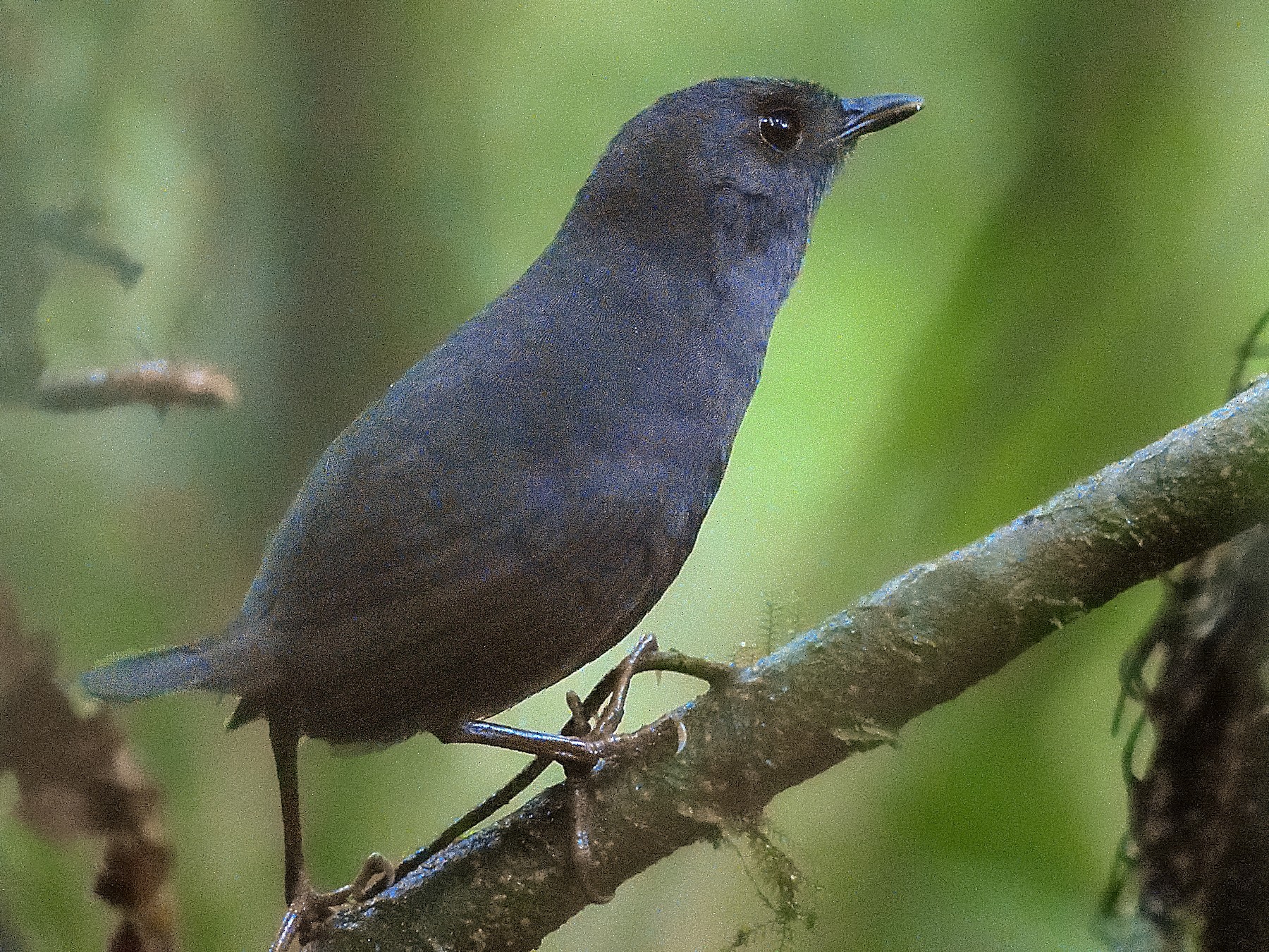 Tatama Tapaculo - eBird