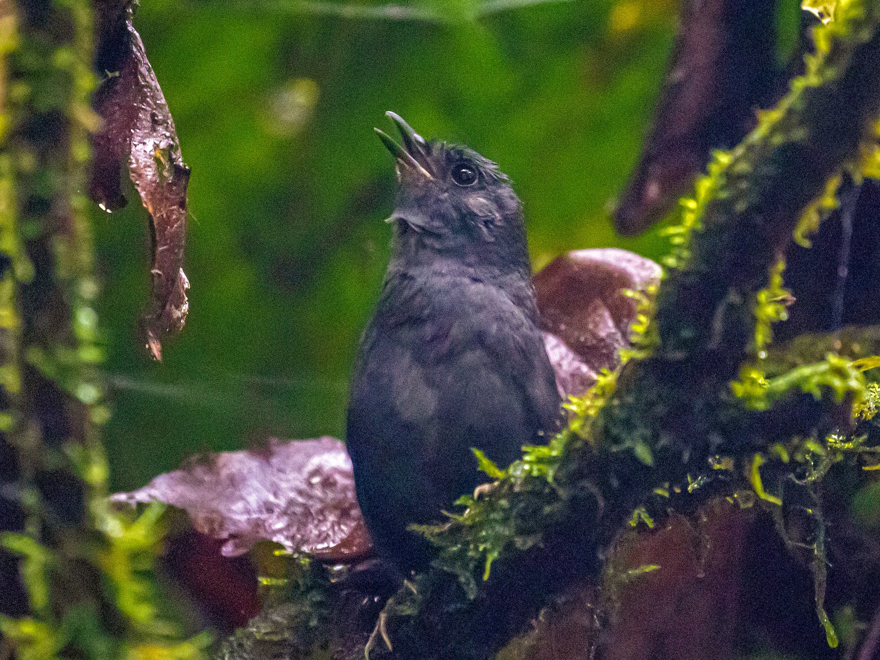 Tatama Tapaculo - eBird