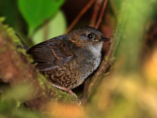 Magdalena Tapaculo - eBird