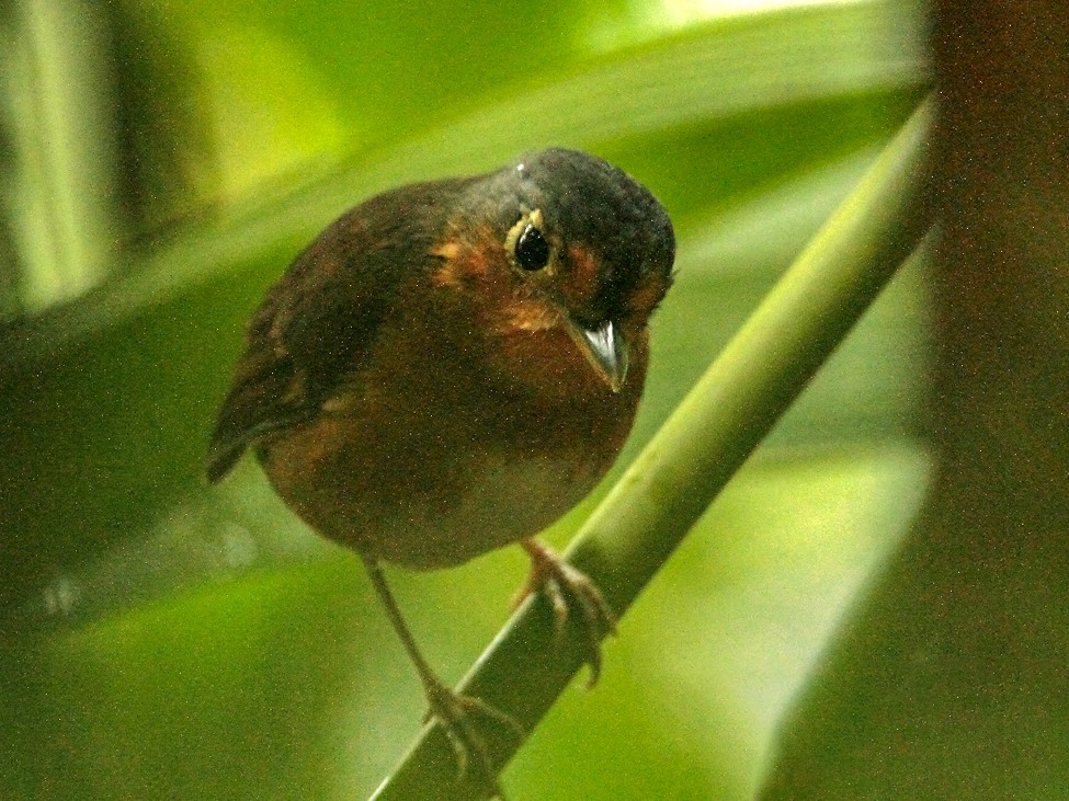 Ponchito de Paria - eBird
