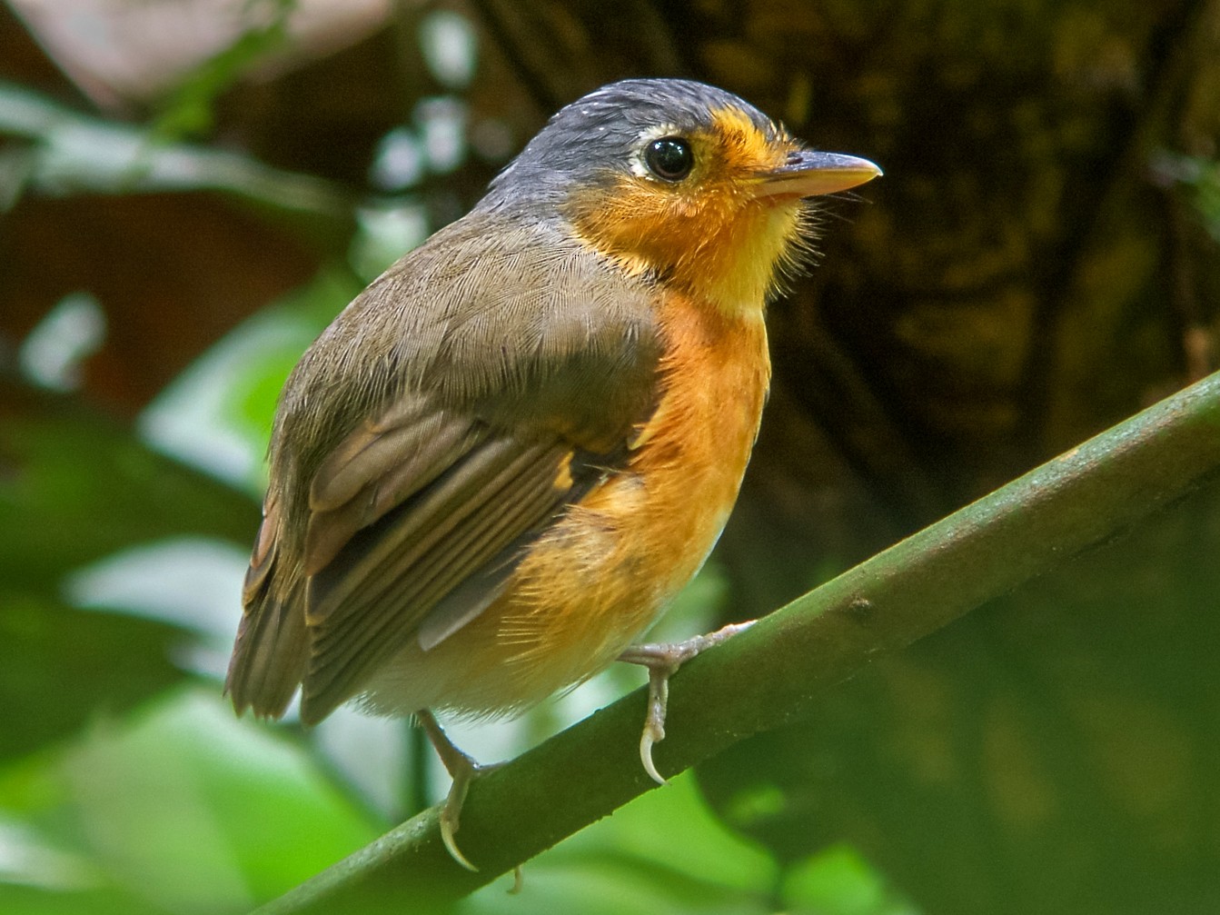 Ponchito de Sucre - eBird