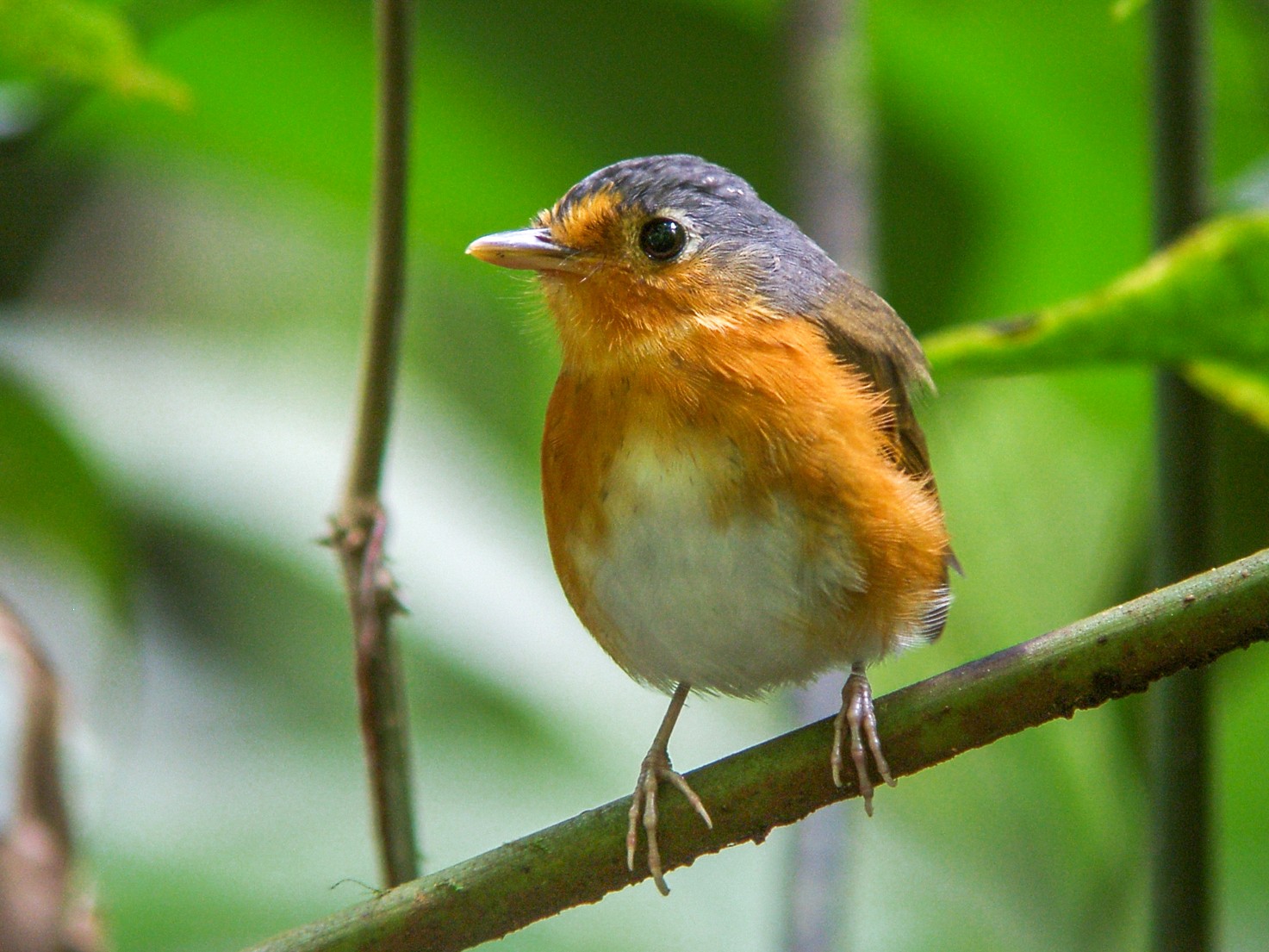 Ponchito de Paria - eBird